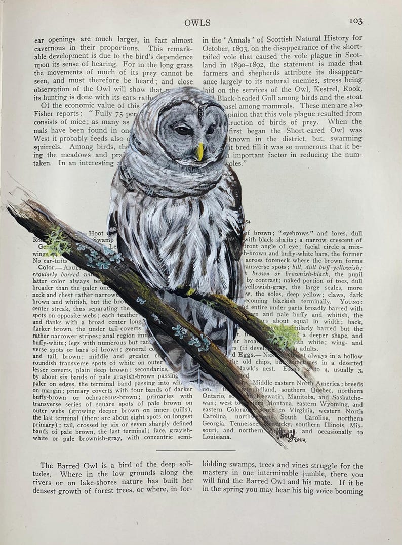 Barred Owl Acrylic on Vintage Book Page - Etsy
