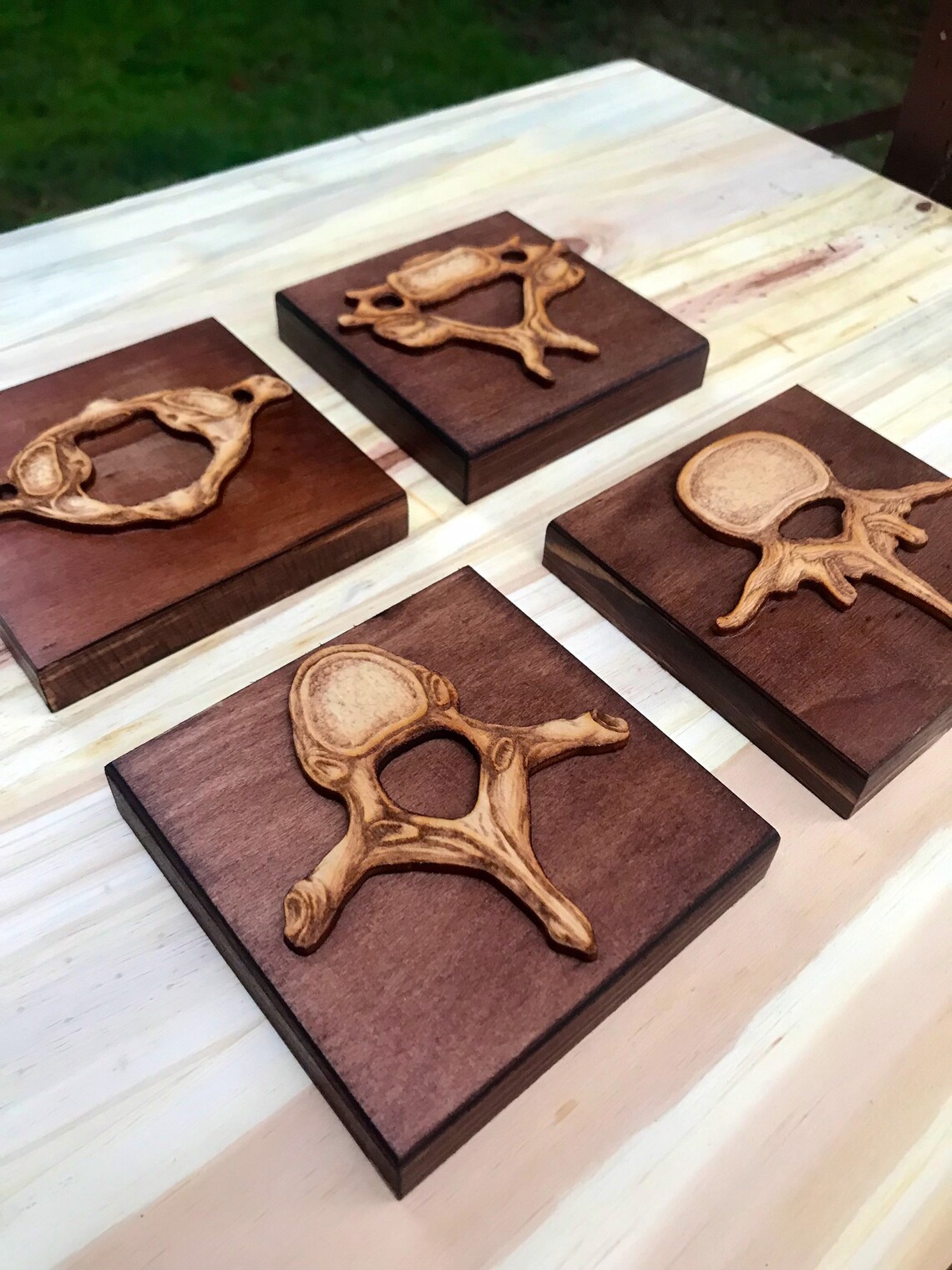 Wooden Vertebrae Art Set of Four Cervical Thoracic Lumbar - Etsy