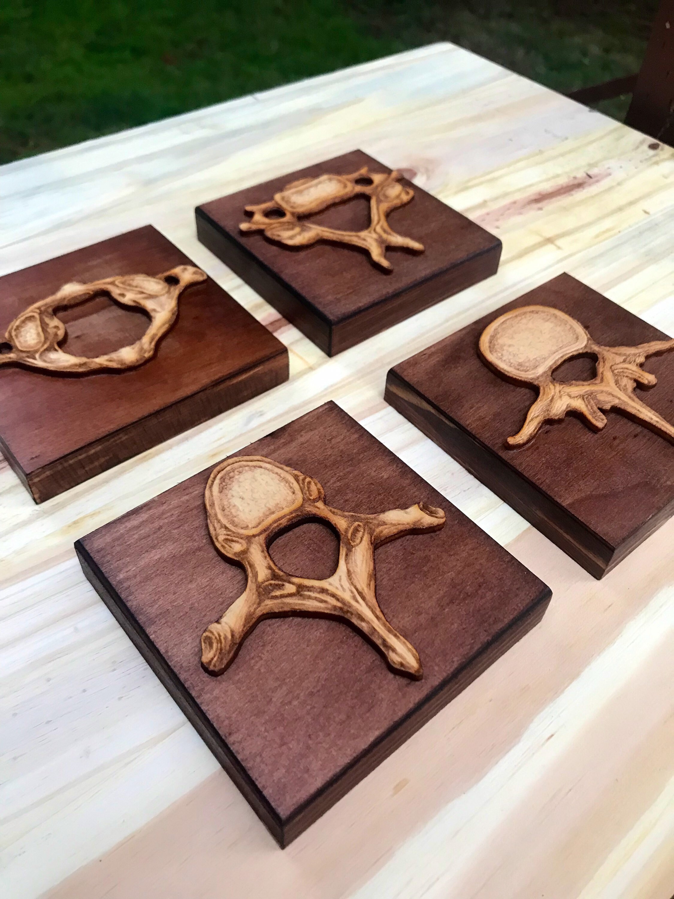 Wooden Vertebrae Art Set of Four - Cervical, Thoracic, Lumbar and the ...