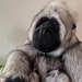 George Gorilla PDF Sewing Pattern Stuffed Animal 18" Tall Seated - Etsy