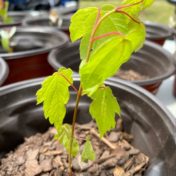 Red Maple Tree Sapling - Etsy
