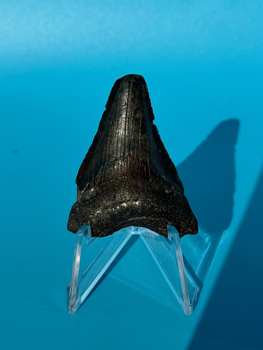 2.0 Inch Megalodon Shark Tooth Fossilized SUPPORT LOCAL DIVERS Found ...