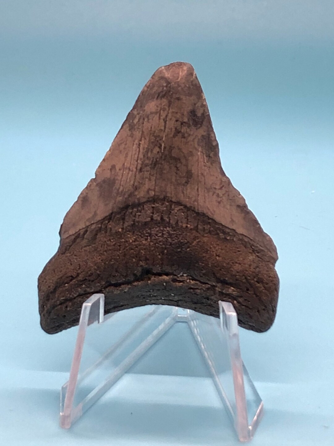 Megalodon 2.3 Inch Shark Tooth Fossilized Found off Venice Florida ...