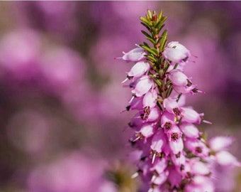 Purple Heather | Etsy