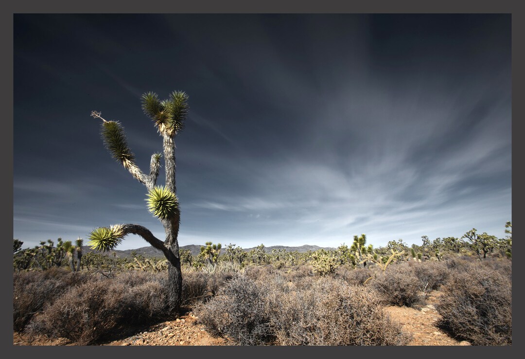 Joshua Forest2 in NV. Fine Art Photography, High Gloss Print, Wall ...