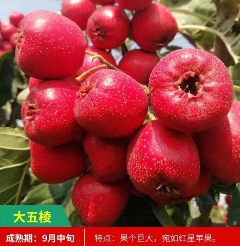 Premium Three-year-old Hawthorn Saplings: 'da Jinxing' Red Hawthorn ...