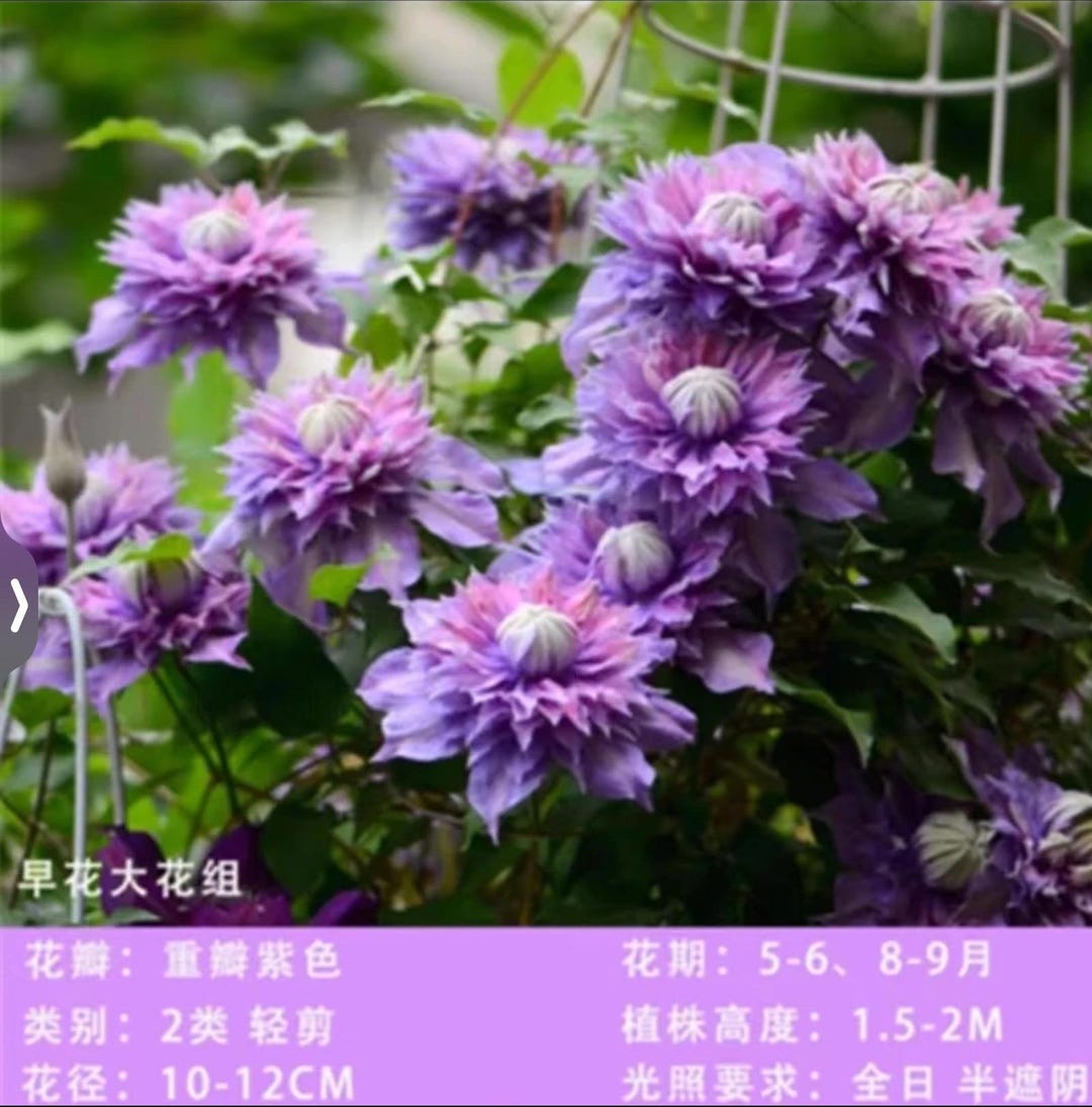 Royal Majesty Clematis Seedling宽皇铁线莲 - Luxury Large Blooms for Garden ...