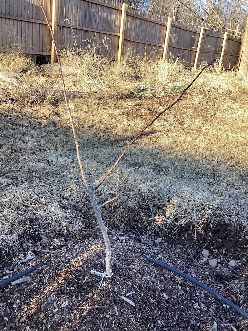 Premium Three-year-old Hawthorn Saplings: 'da Jinxing' Red Hawthorn ...