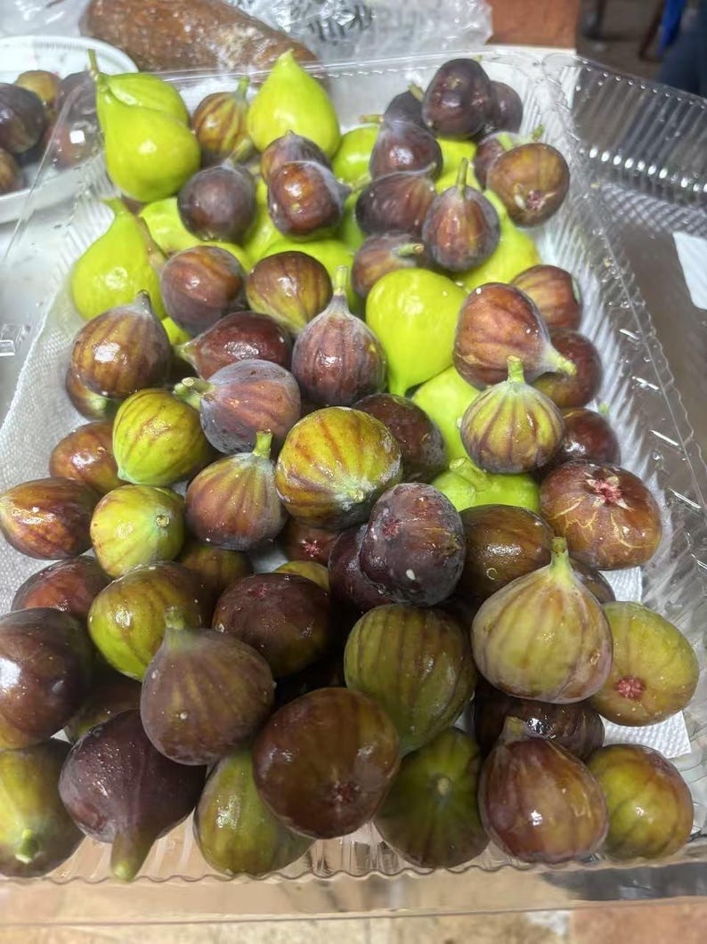 Fig Tree Cuttings - Etsy