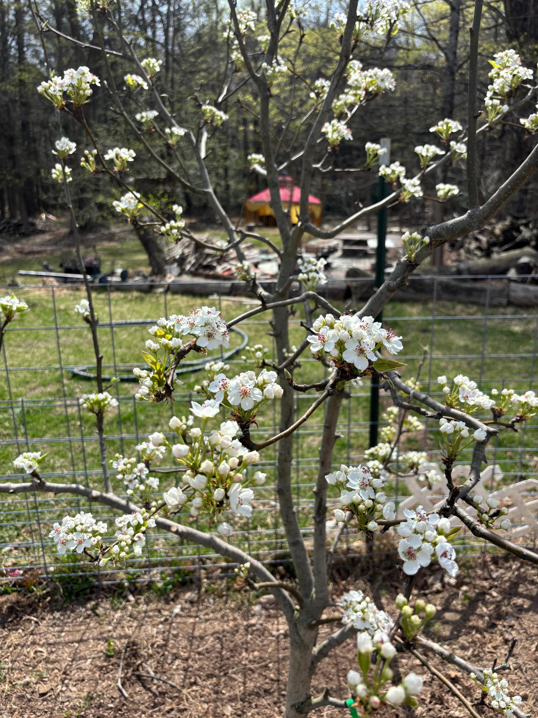 Autumn Moon Pear Asian Pear Tree - Etsy