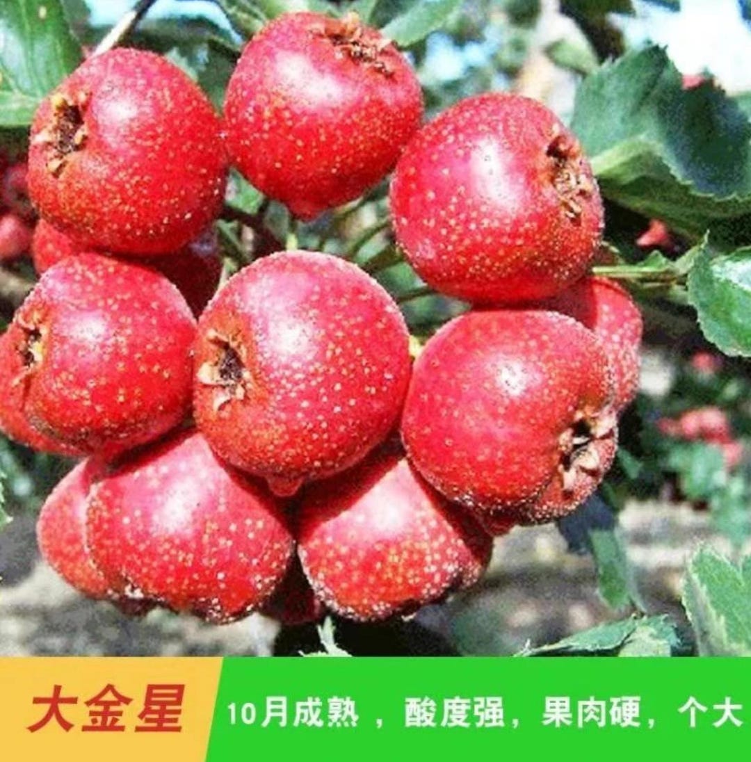 Premium Three-year-old Hawthorn Saplings: 'da Jinxing' Red Hawthorn ...