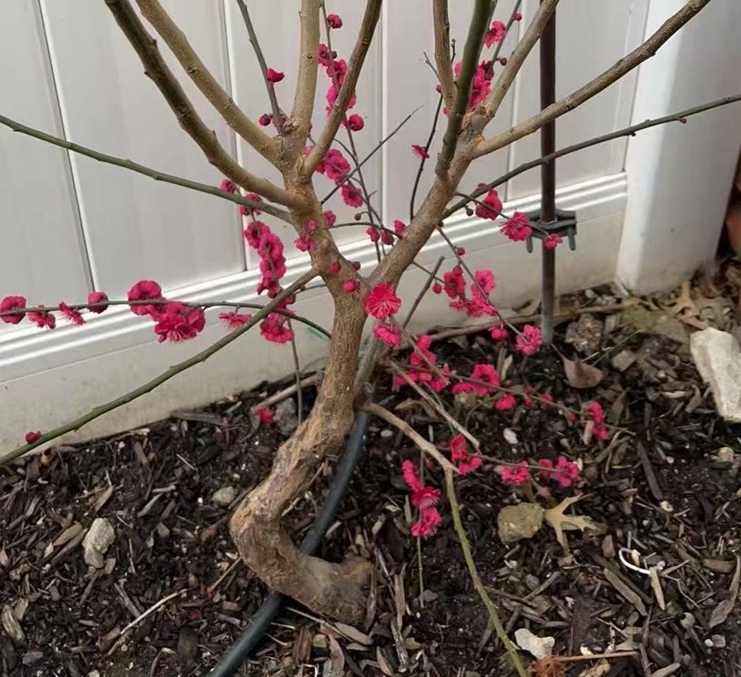 朱砂梅花和乌羽玉(乌梅)梅花盆景zhu-sha Plum Bonsai & Raven-wing • Grafted Old - Etsy