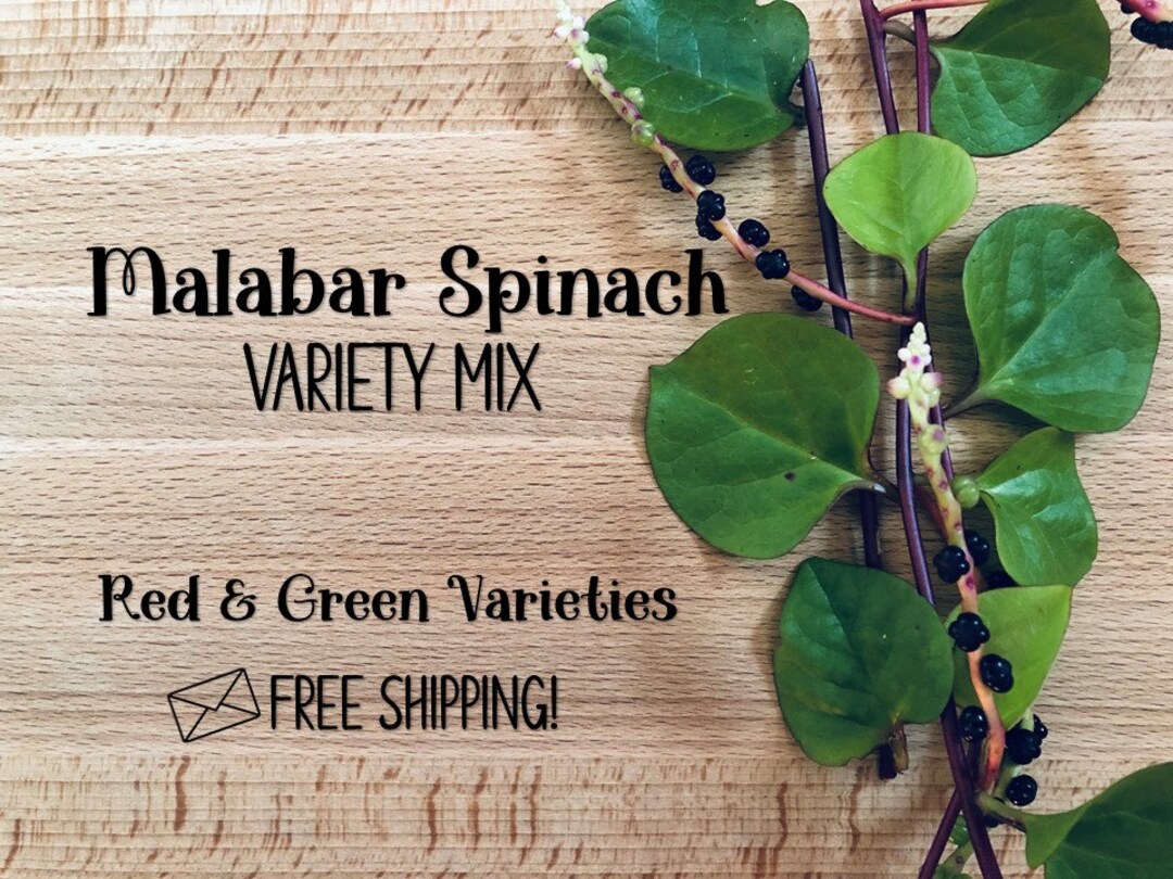 Malabar Spinach Variety Mix Includes Red and Green Varieties 25 Seeds ...
