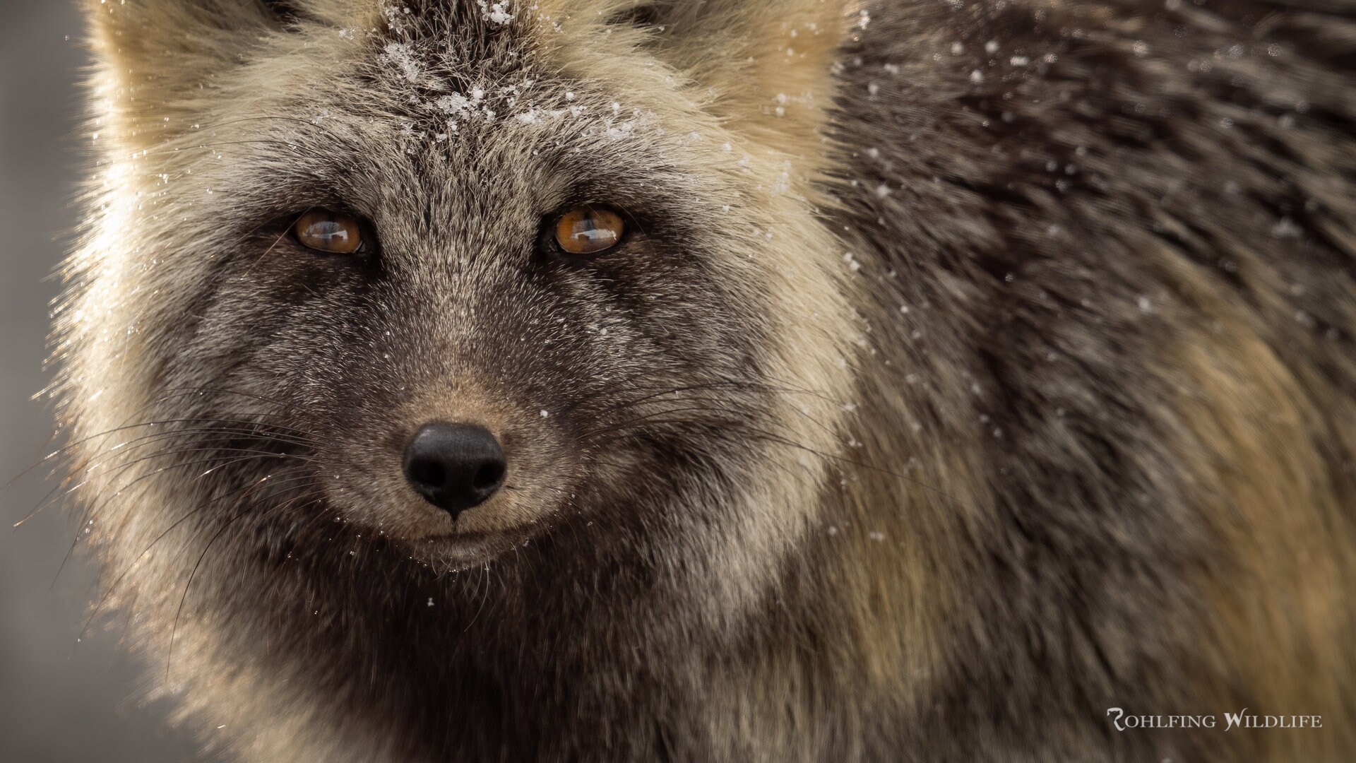 Cascade Red Fox, Mt Rainier National Park - Photo Print - Etsy