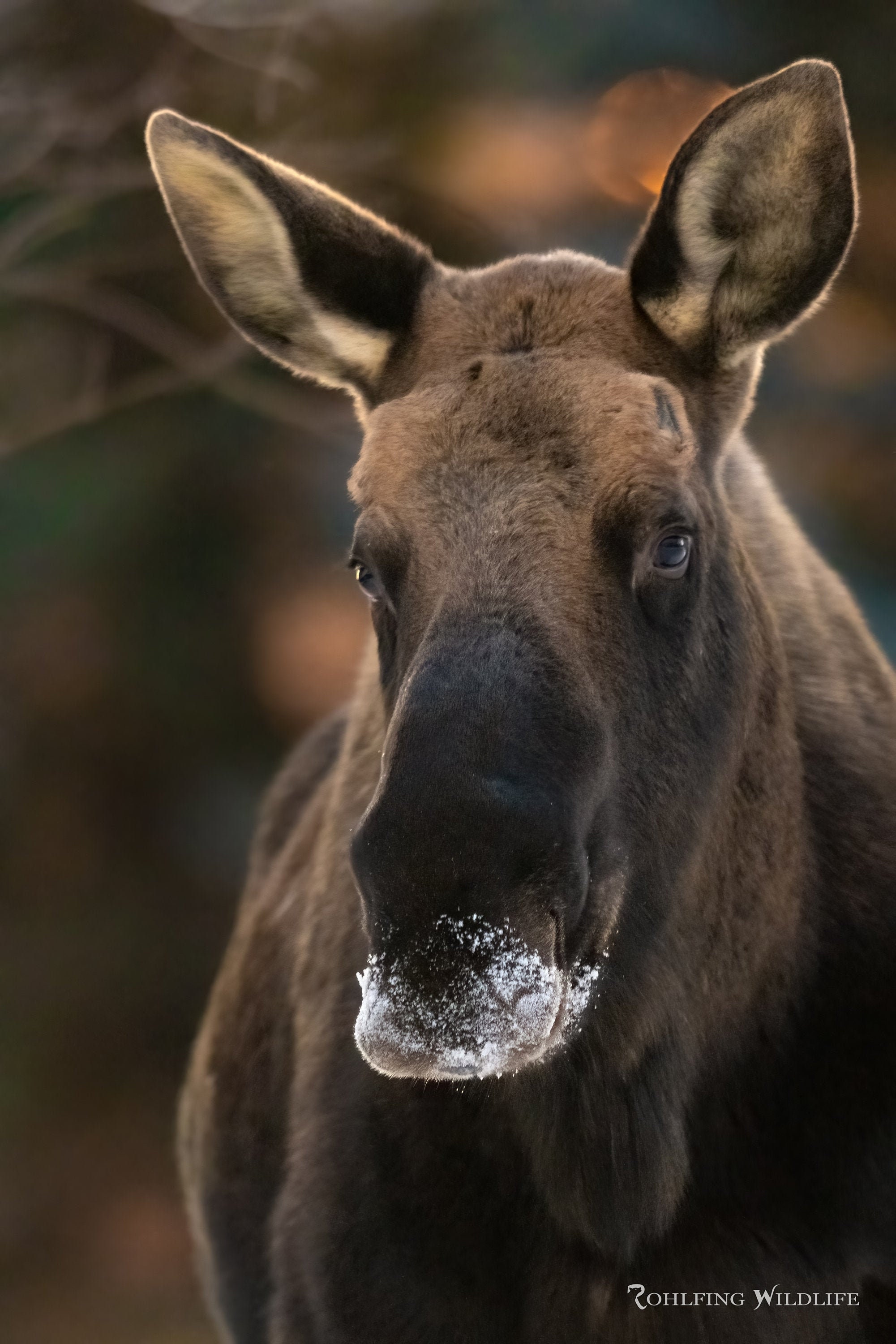 WILDLIFE PHOTOGRAPHY PRINT, Nature Photo Art, Alaskan Moose Snow ...