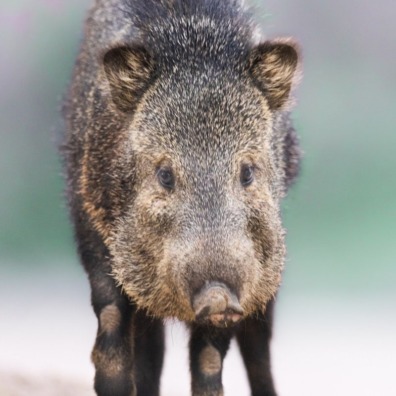 Javelina - Etsy