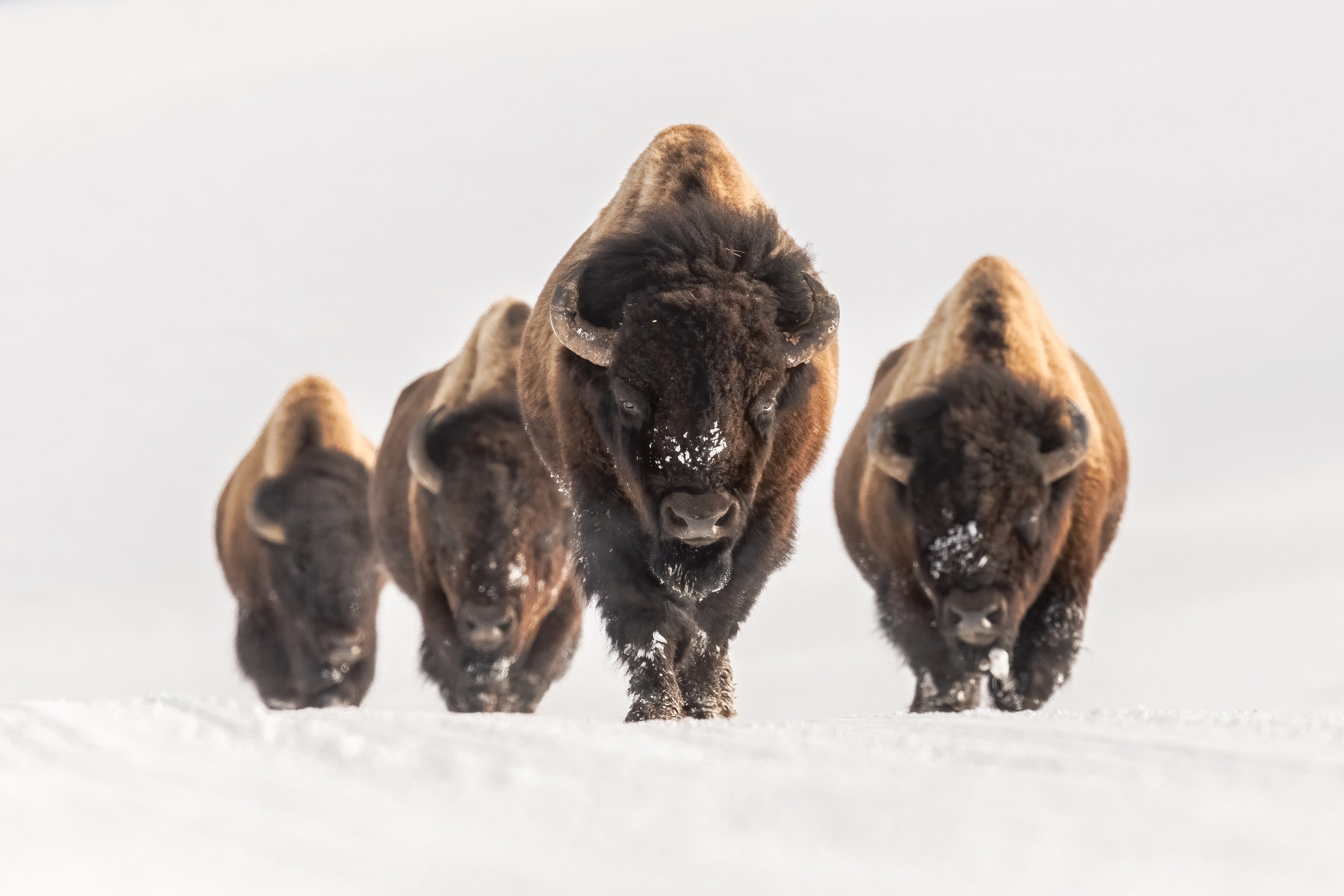 Wildlife Photography Bison Print on Photo Paper, Canvas, or Metal ...