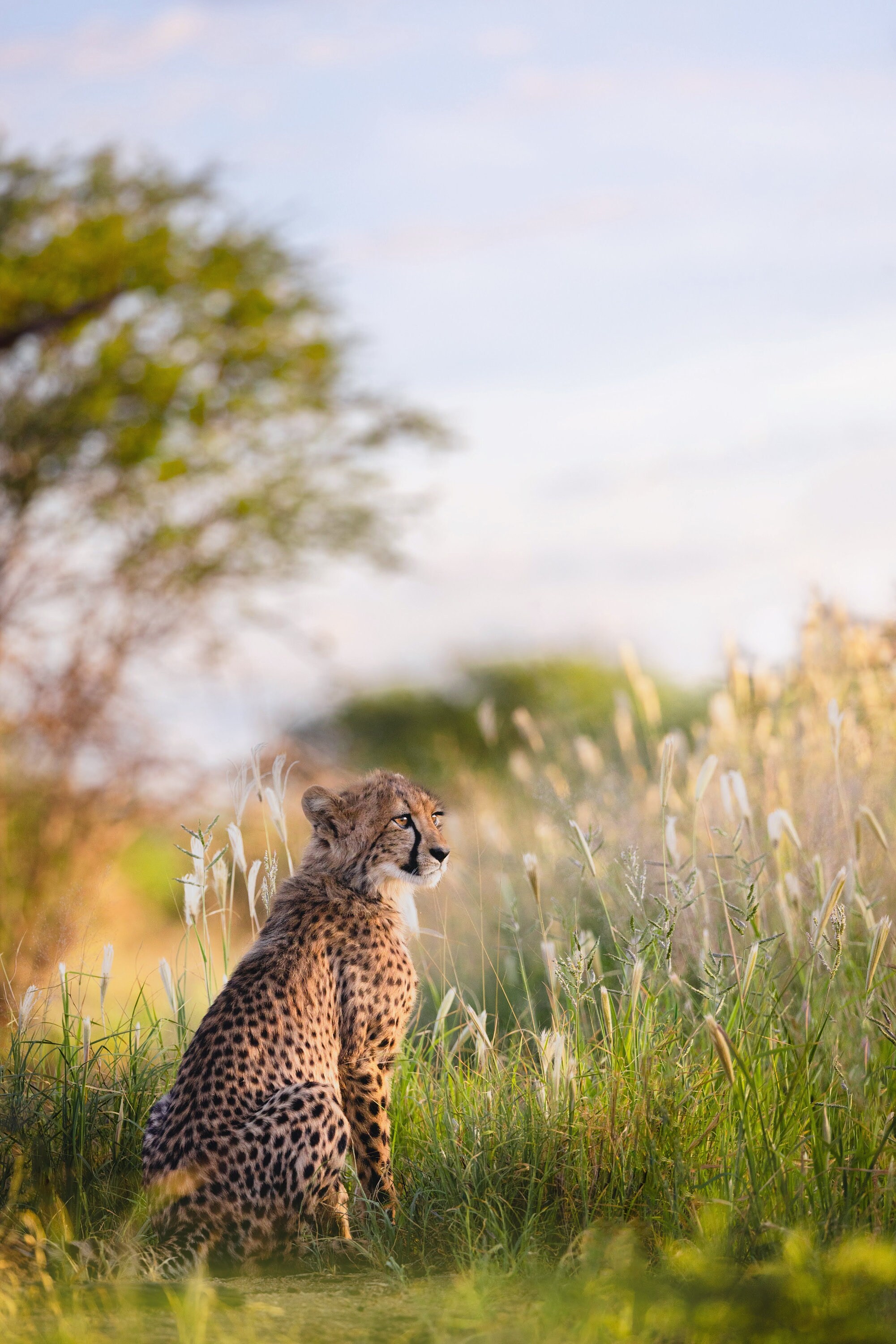 Wildlife Photography, Innocent Cheetah Cub, Erindi Namibia, Photo Print ...