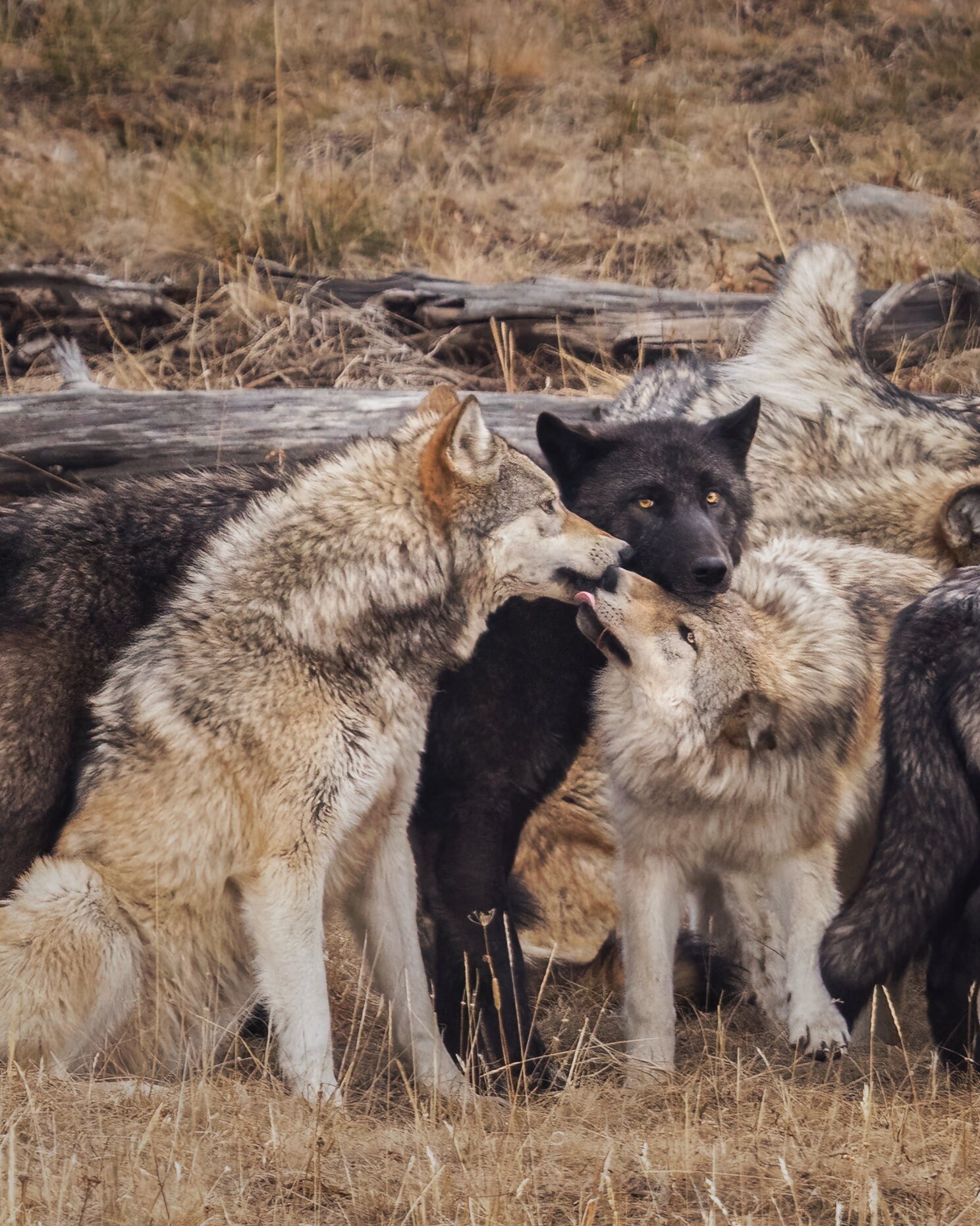 Hayden Valley Wolf Print - Yellowstone Photography - Wildlife ...
