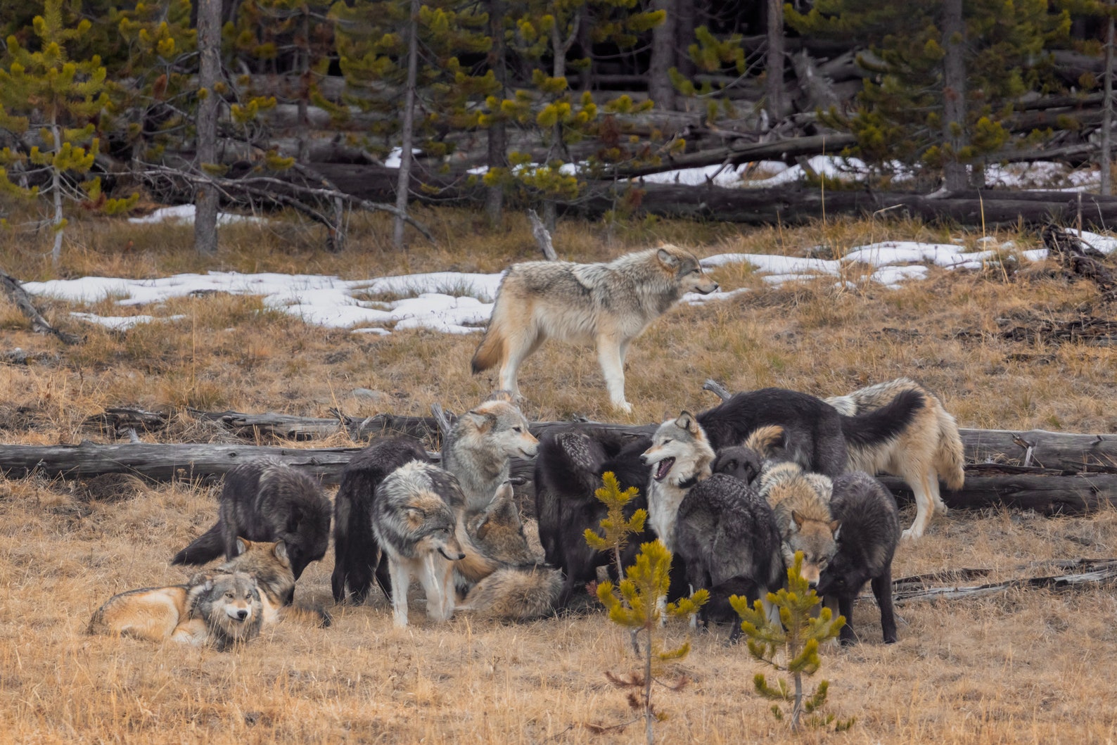WILDLIFE PHOTOGRAPHY PRINT - Nature Photo Hayden Valley Wolves ...