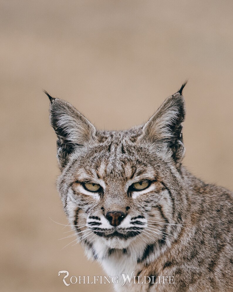 Desert Bobcat Portrait, Big Cat Print, Southern Arizona Art, Powerful ...