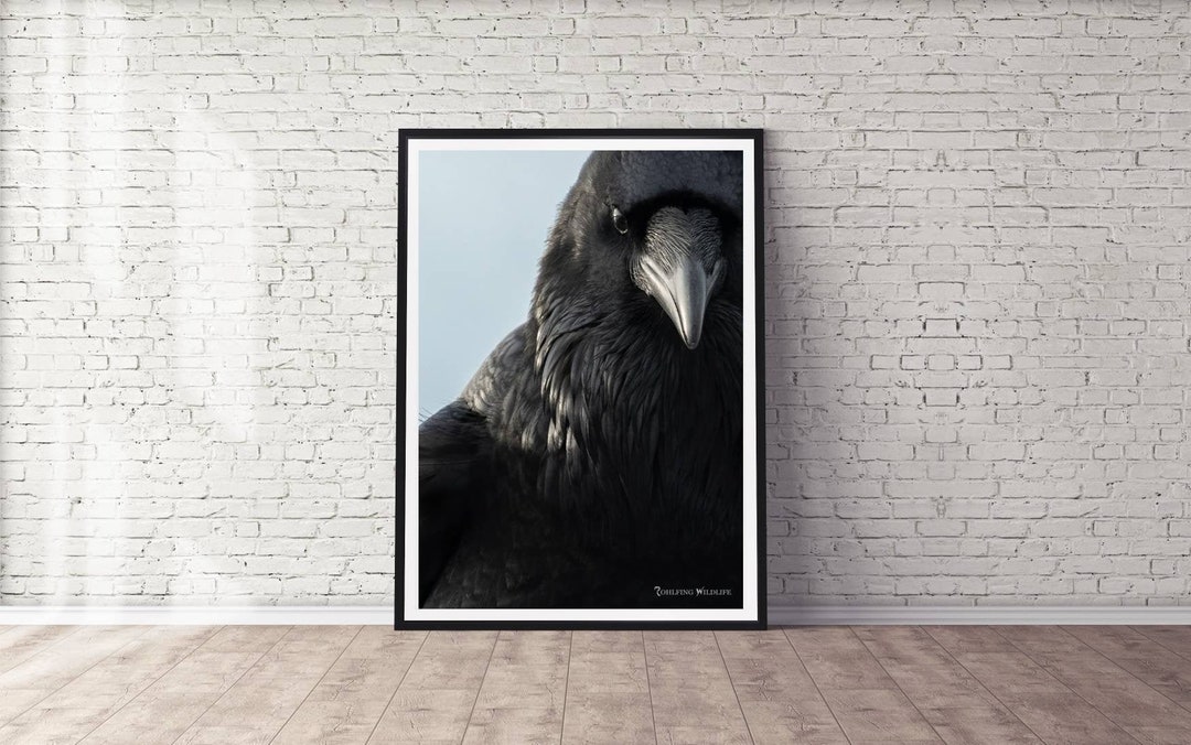 Raven Print, Raven Portrait, Bird Photo, Crow Art, Wildlife Photography ...