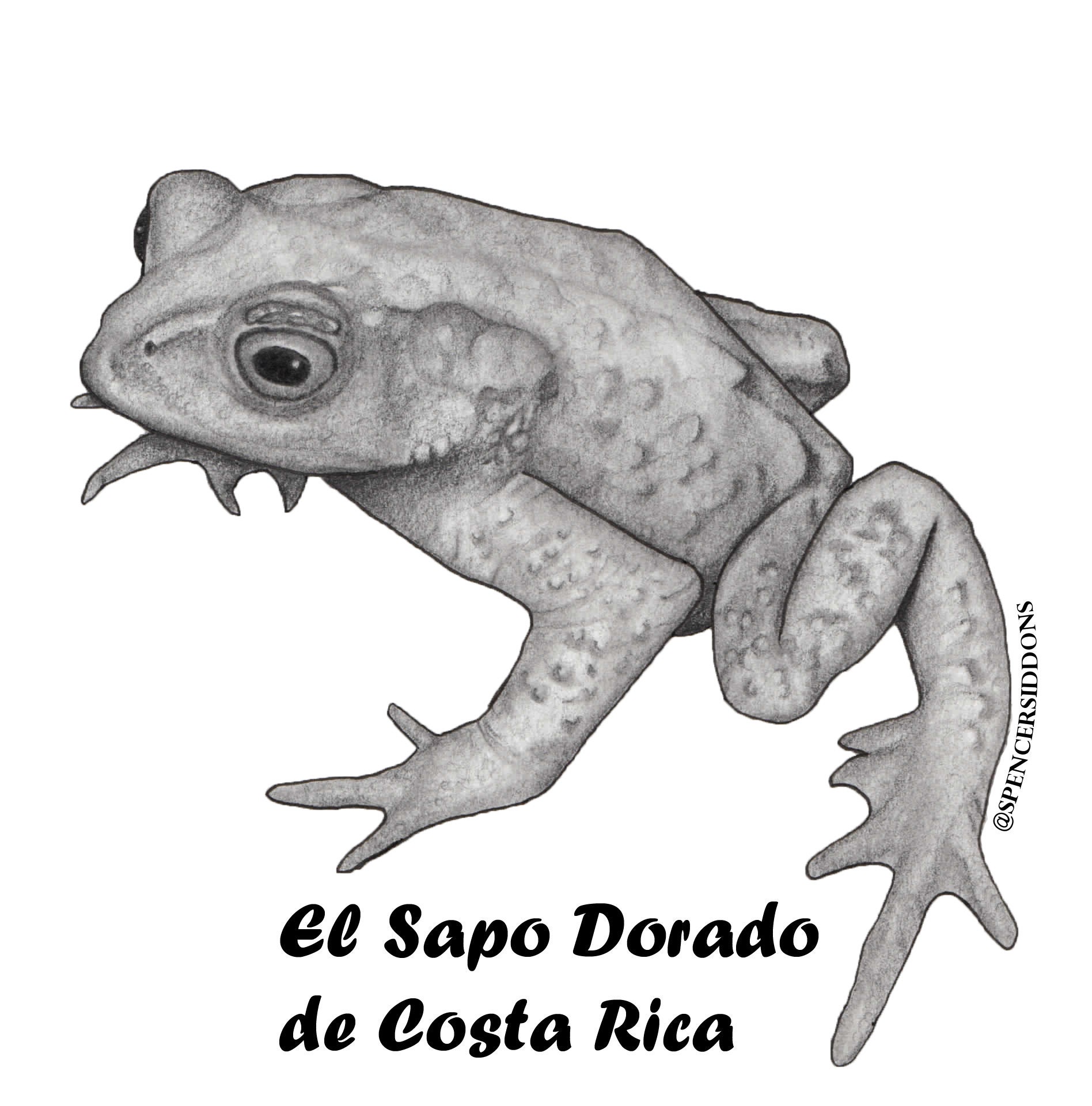 Golden Toad of Costa Rica el Sapo Dorado Sticker - Etsy