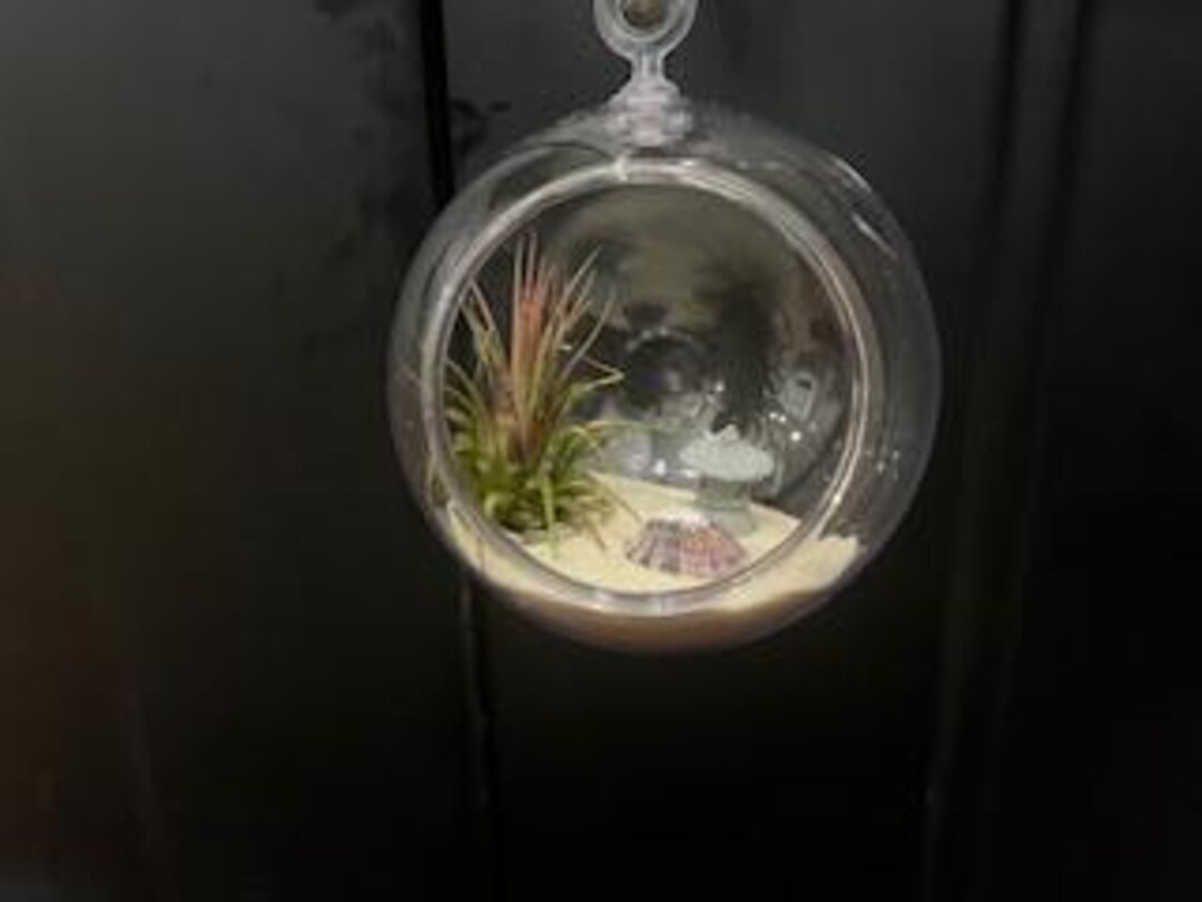 Mini Sand/shell Terrarium Kit - Etsy