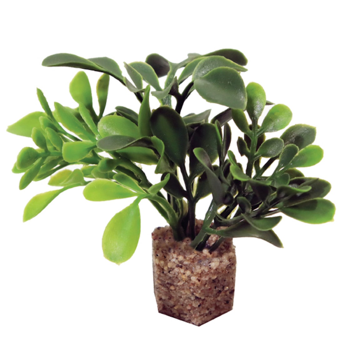 Small Button Leaf Aquarium Plant Medium Green Leaf 6 Pack - Etsy