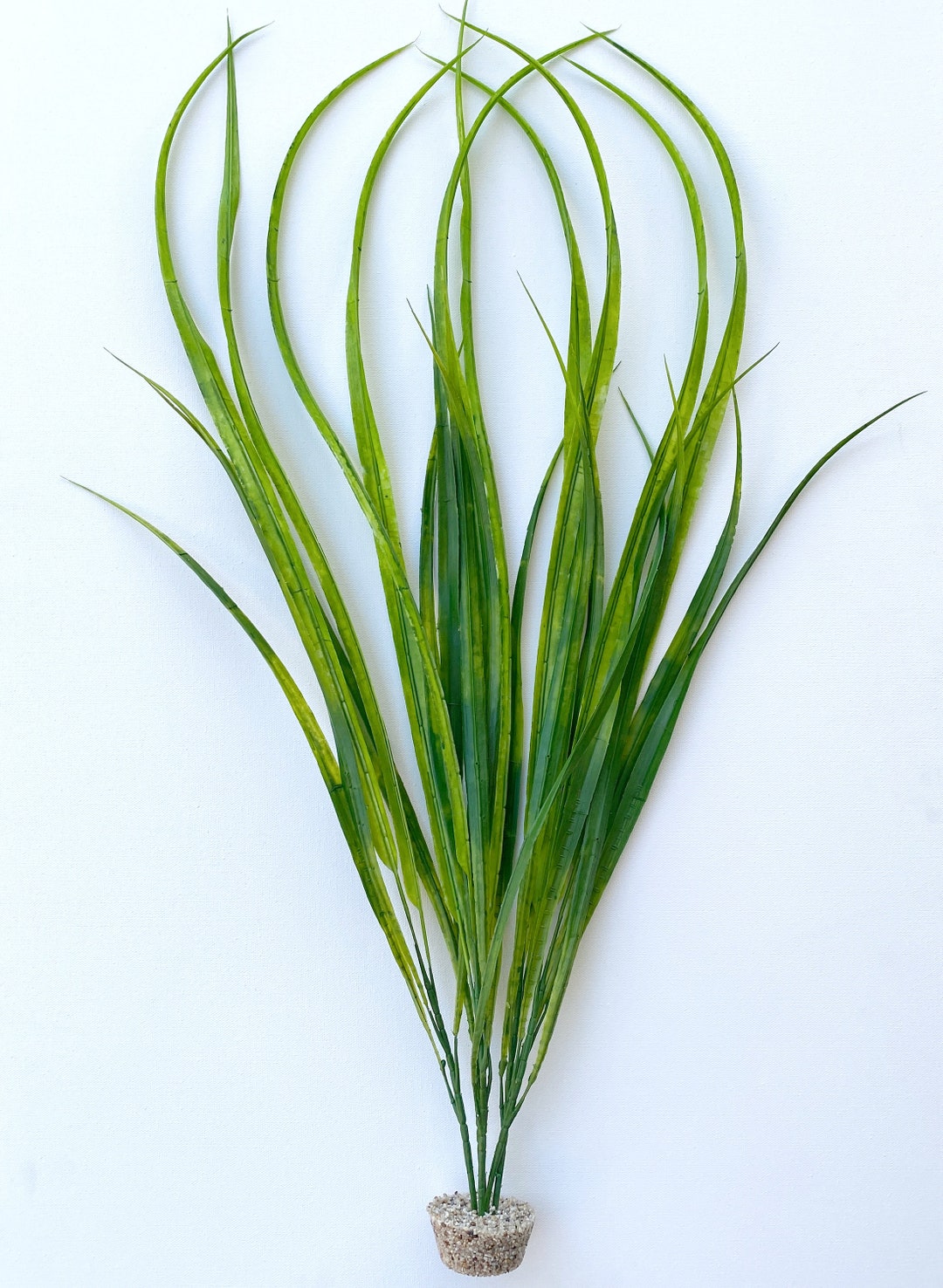 30 Extra Tall Grass Bush Freshwater Aquarium Plant With Stone Base ...