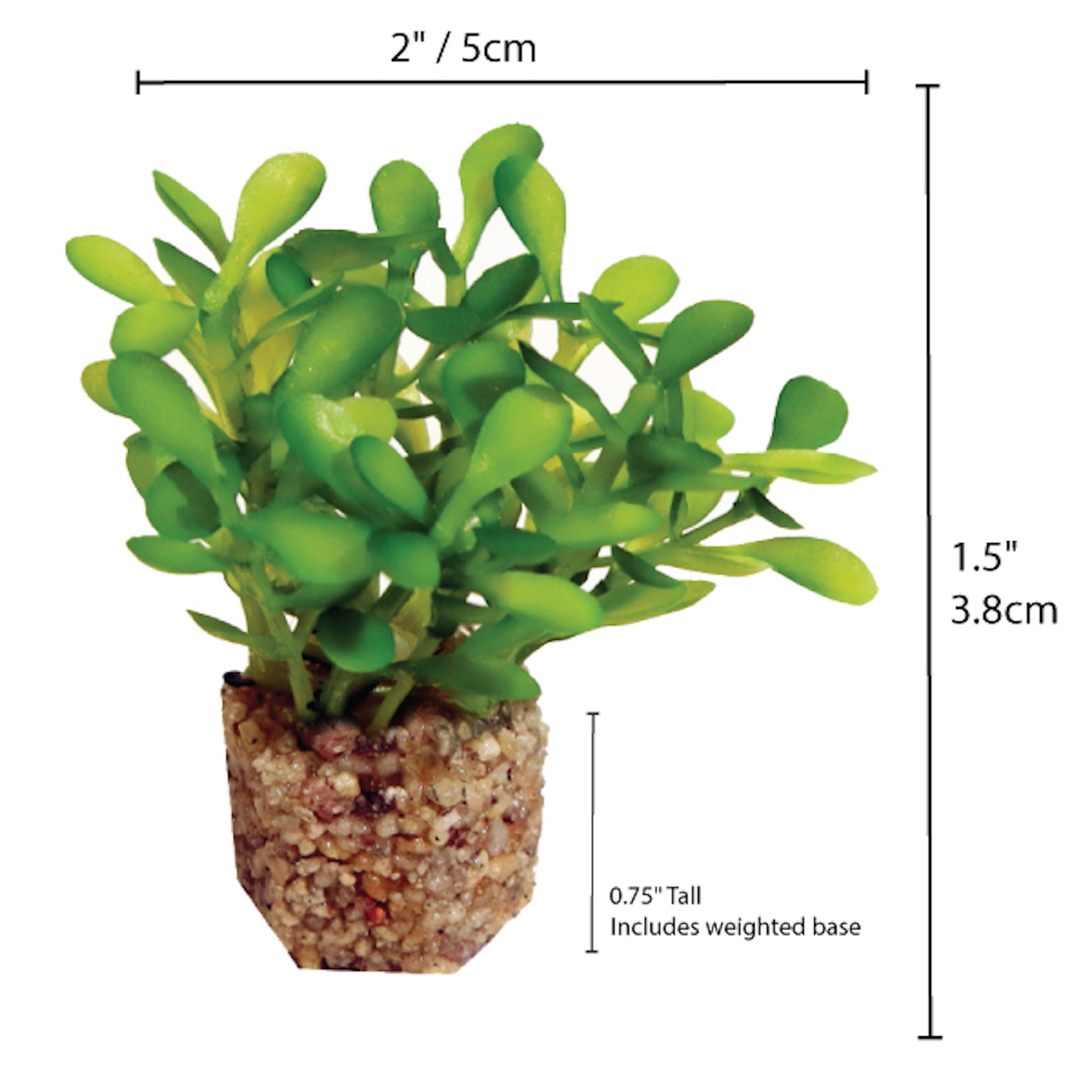 Small Button Leaf Aquarium Plant Light Green Leaf 6 Pack With - Etsy