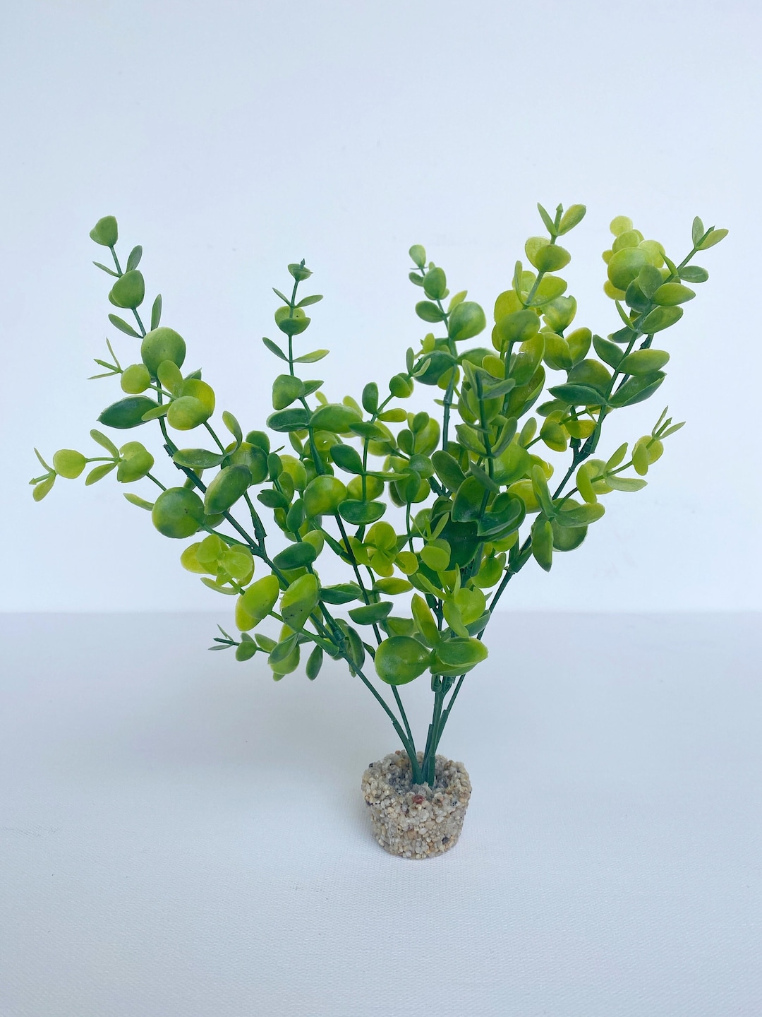 9" Eucalyptus Bush Freshwater Aquarium Plant With Stone Base, Fish Tank ...