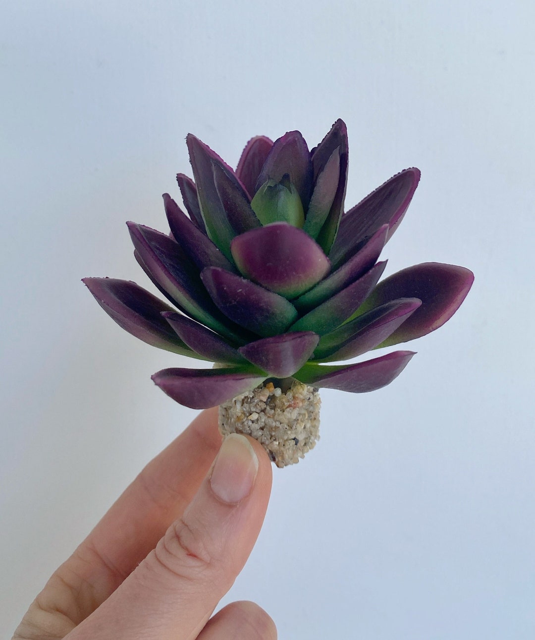 Agave Freshwater Aquarium Plant With Stone Base Purple, Fish Tank ...