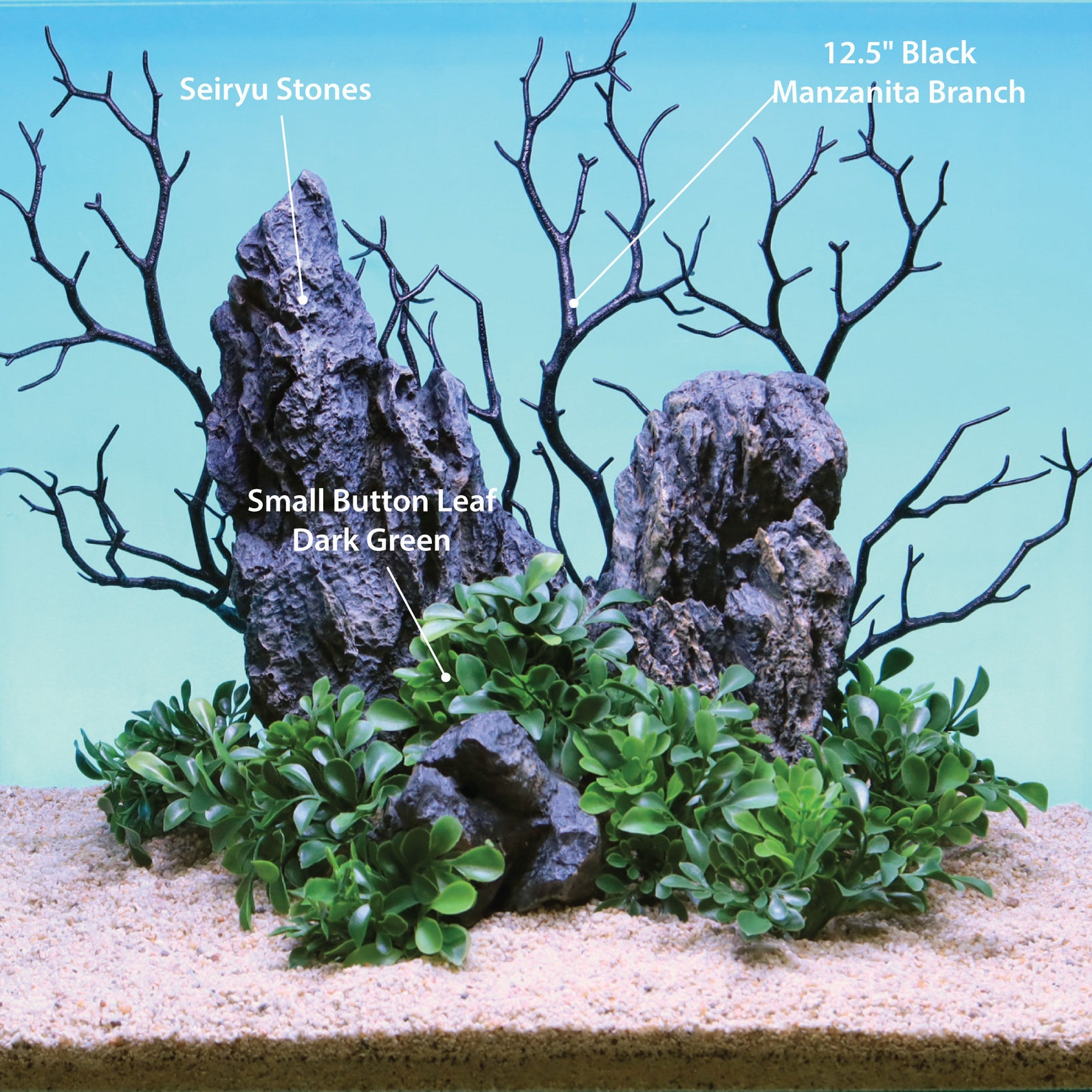 Small Button Leaf Aquarium Plant Dark Green Leaf 6 Pack With - Etsy