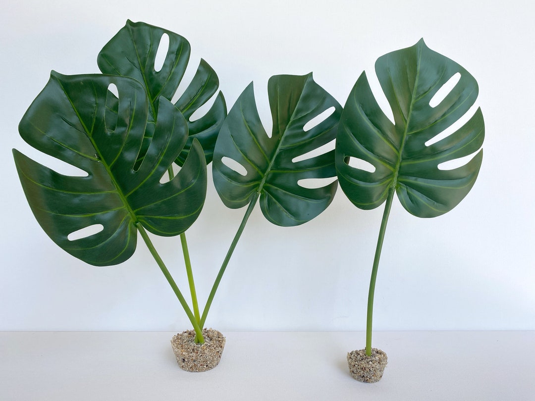 Monstera Leaves Freshwater Aquarium Plant With Stone Base, Fish Tank ...