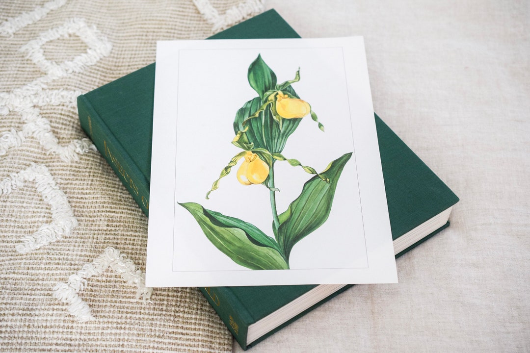 Vintage Botanical Print From A Book, Frame NOT Included, Yellow ...