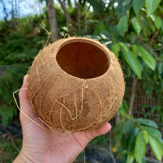 Coconut Shell Bowl Unpolished Wooden Cutlery Eco Friendly Natural ...