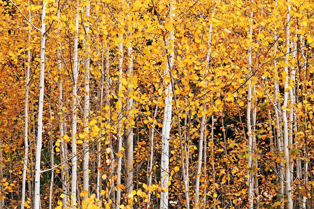Eastern Washington Fall Birch Trees Photography Print 5618 - Etsy