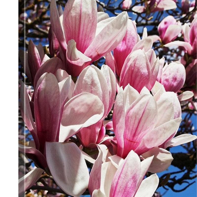 Tulip Magnolia Tree - Etsy