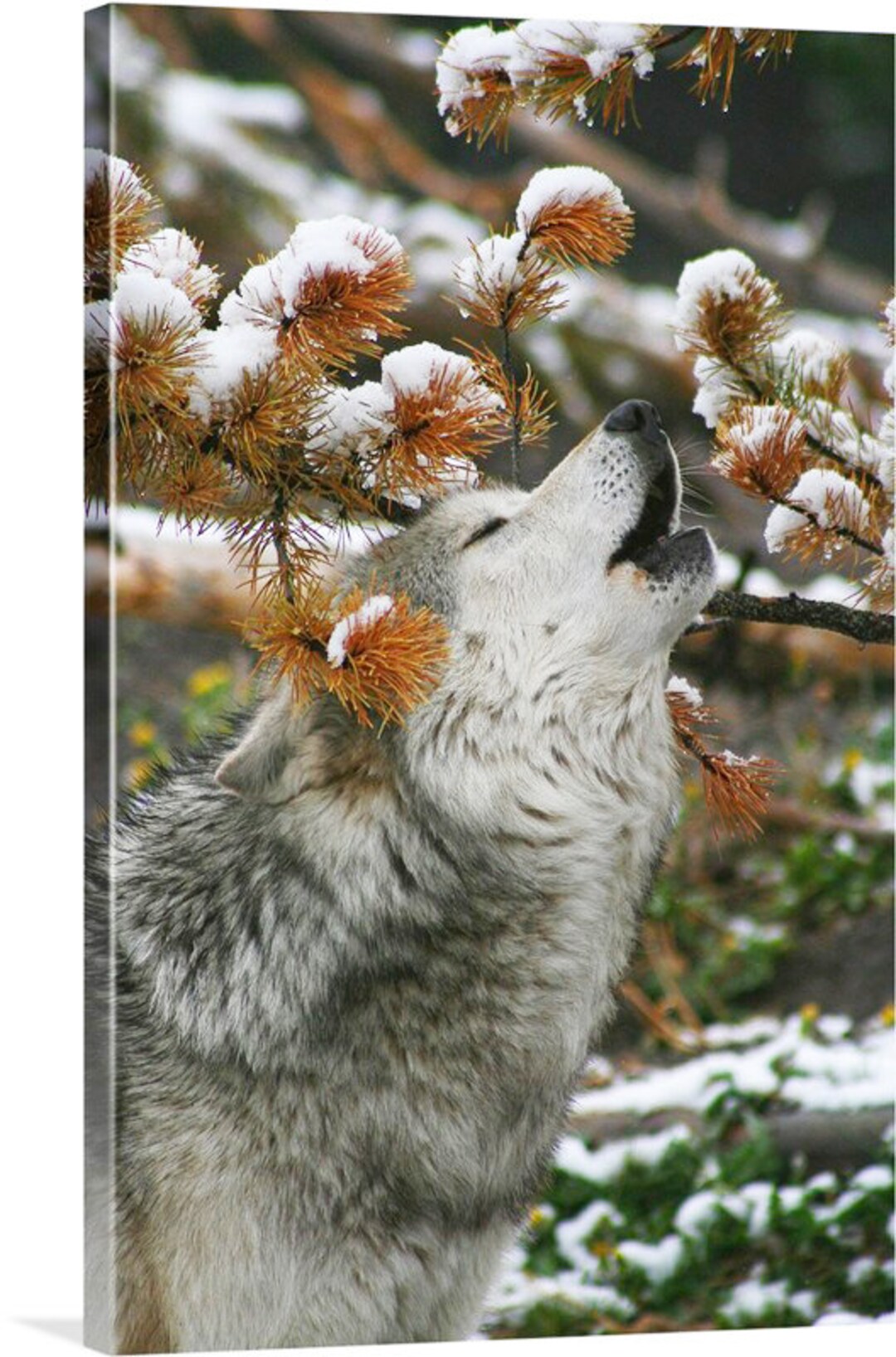 Gray Wolf Howling, Yellowstone Wildlife Photography, USA 7329 - Etsy