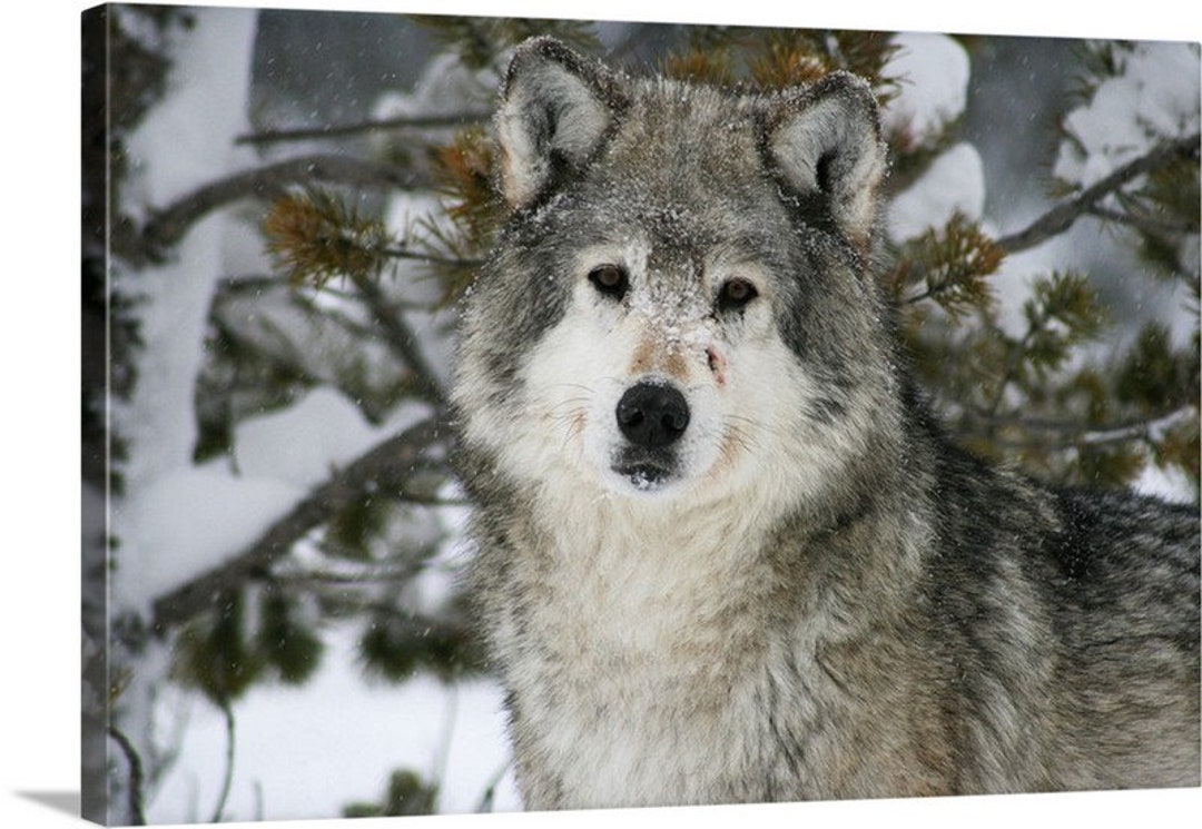 Yellowstone Wolf Photography, Gray Wolf Stare, Wildlife Art 5876 - Etsy