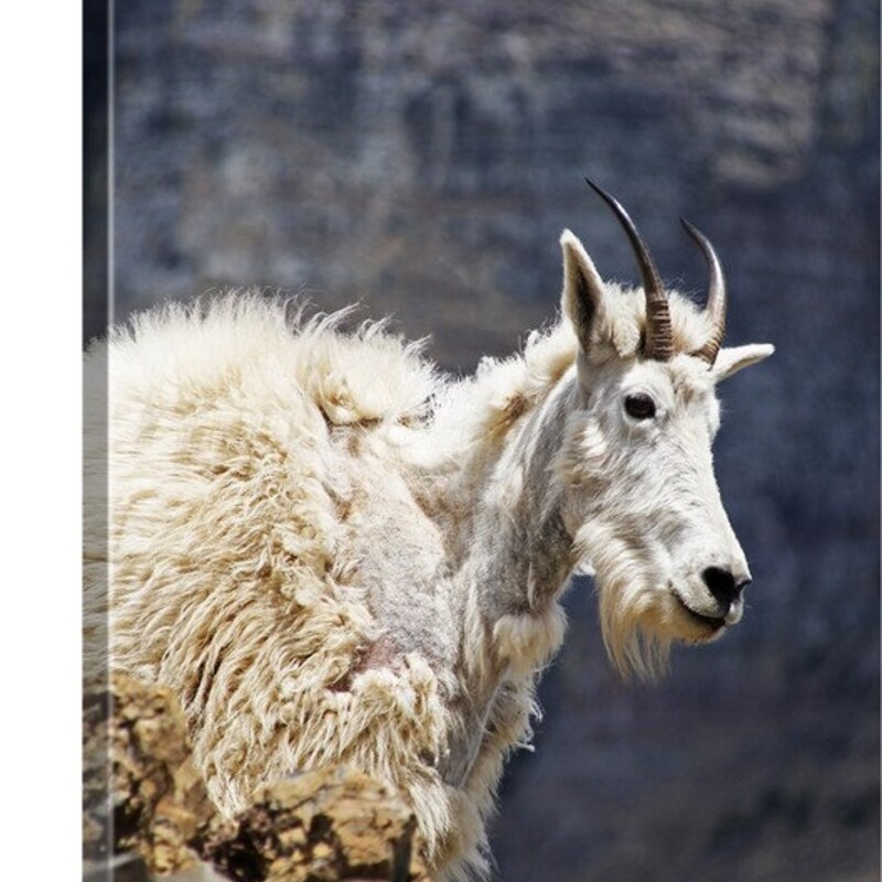 Goat Hoof Print - Etsy