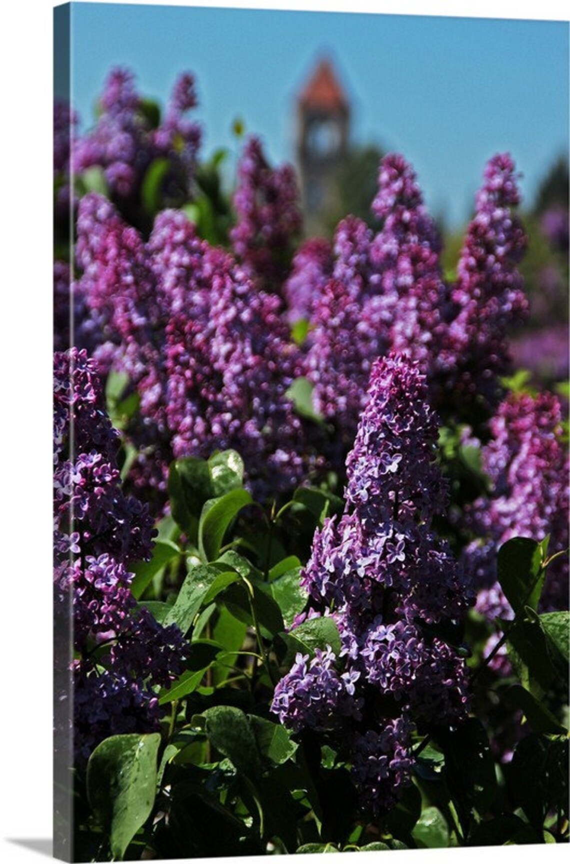 PNW Northwest Washington Spokane Lilac City Lilac | Etsy