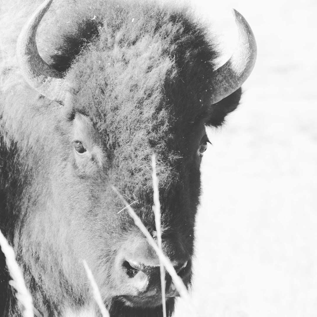 Stare Down Etsy Stare Down Etsy