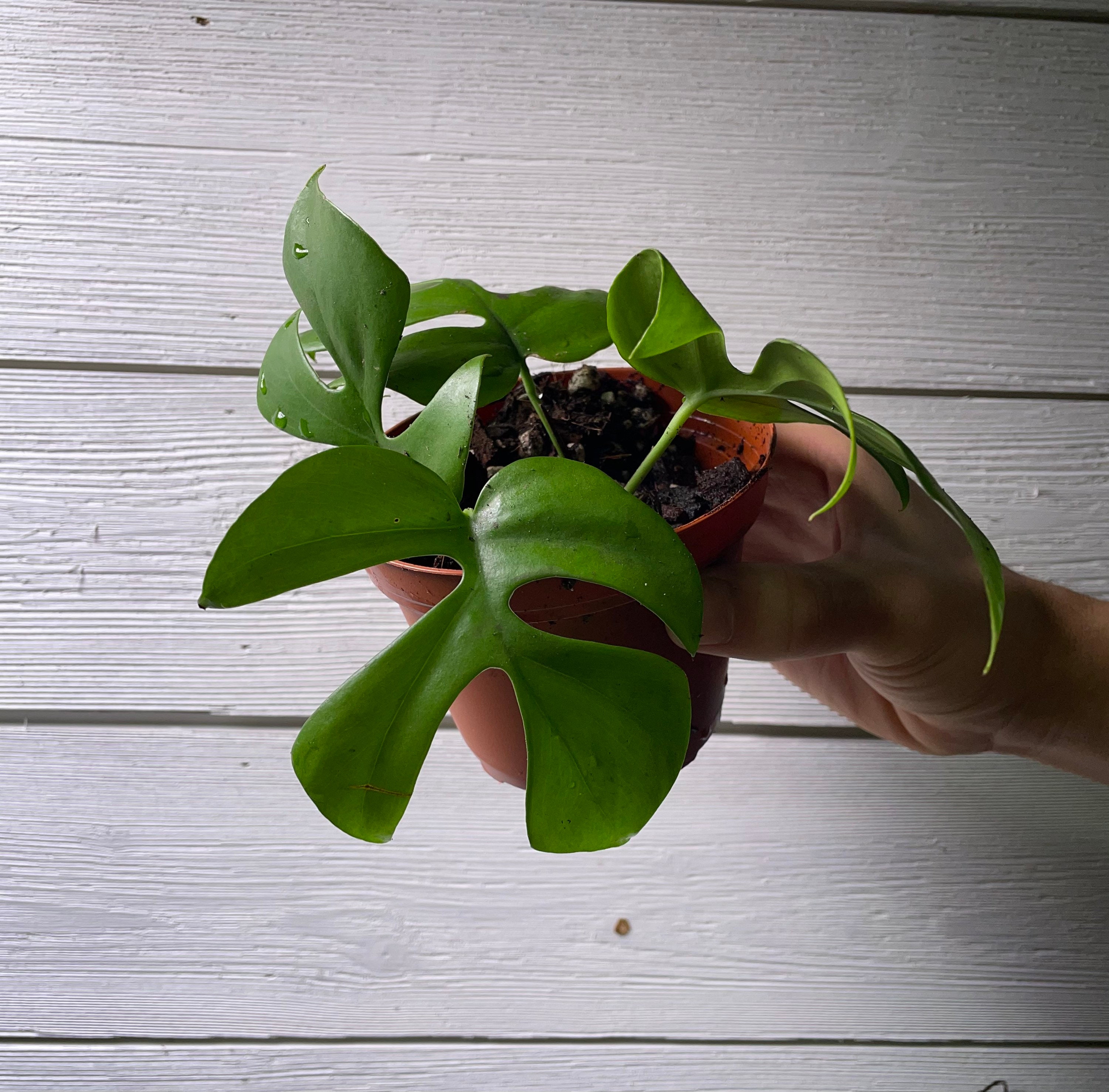 Rare Mini Monstera, Philodendron Rhaphidophera Tetrasperma Live Plant ...