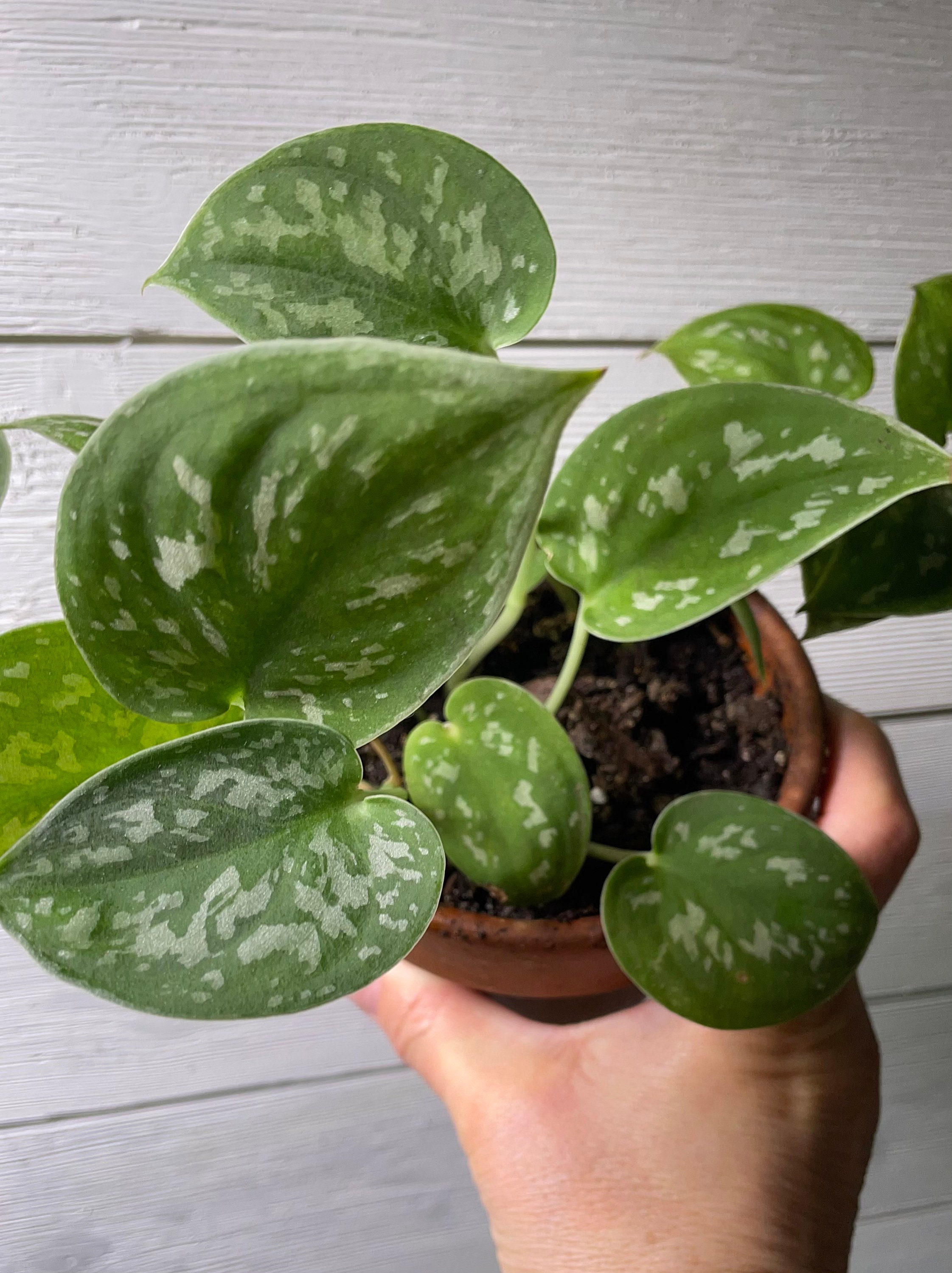 Silver Satin Pothos, Scindapsus Pictus in a 4 Inch Growers Pot. - Etsy