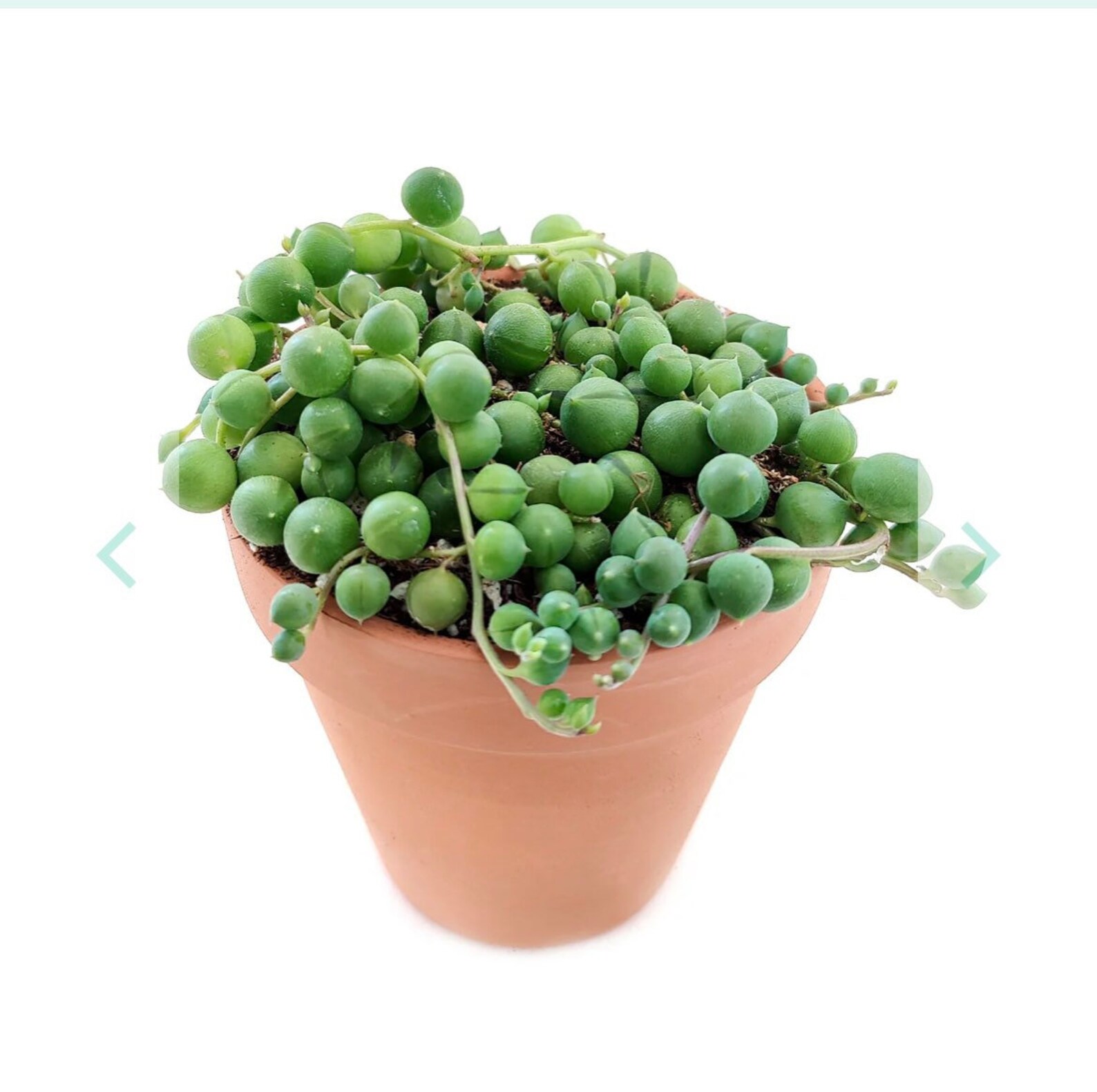 String of Pearls in a 4 Inch Growers Pot. - Etsy