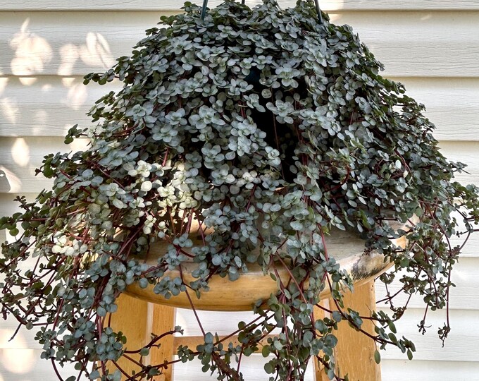 6" Pilea Glauca Hanging Basket Plant, Baby Tears Plant, Peperomia Pilea ...