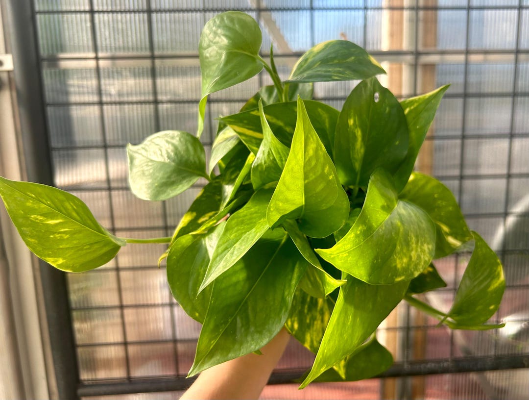 4.5" Golden Pothos Live Plant, Easy Care Houseplant, Indoor Trailing ...
