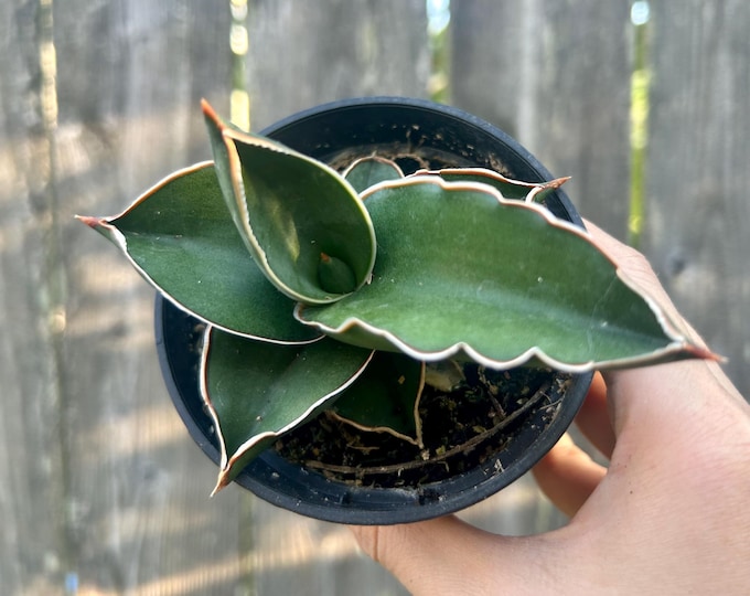 3" Sansevieria Samurai Dwarf Live Plant, Samurai Snake Plant ...